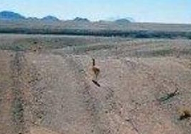 Estudio de Impacto Ambiental Proyecto Gasoducto Atacama | Applus+ en México